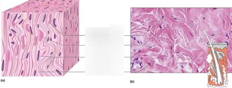 Dense Fibrous Connective Tissue Diagram Quizlet
