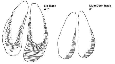 Elk Tracks Vs Mule Deer Tracks What You Need To Know Before You Head