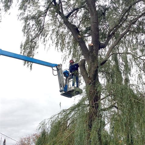 Professional Tree Cutting Services Campeau Tree Cutting