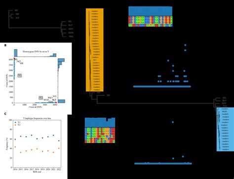 y haplotypes present in hs founders and modern hs rats a nj unrooted