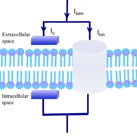 Current Membrane Circuit Uterine Cell Transmembrane Current Divided In Download Scientific