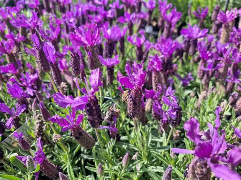 Lavandula Stoechas Javelin Forte Deep Purple Wholesale Nursery