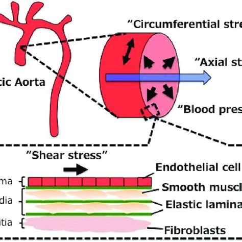 Elastin Contractile Unit Download Scientific Diagram