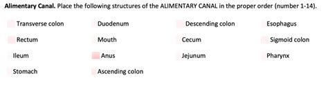 Alimentary Canal Diagram Quizlet Alimentary Canal Diagram Quizlet