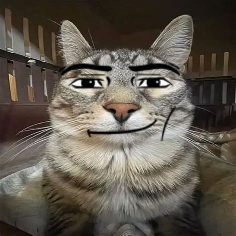 Funny Pictures Silly Cat Images Silly Cat Face Drawing Cat Pfp Men
