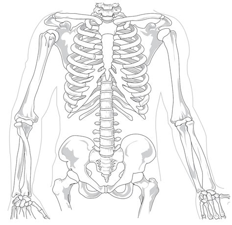 Explore 263 Free Spine Illustrations Download Now Pixabay