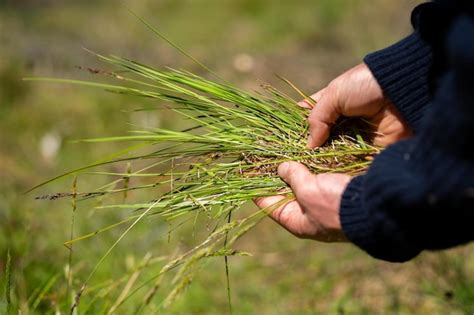 Premium Photo Plant And Soil Agronomy By A Farmer In A Field On A Farm