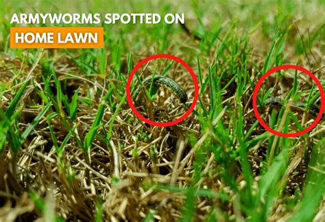 Fall Lawn Armyworm Outbreak What You Need To Know Experigreen