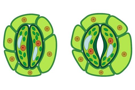 31 Facts About Guard Cell