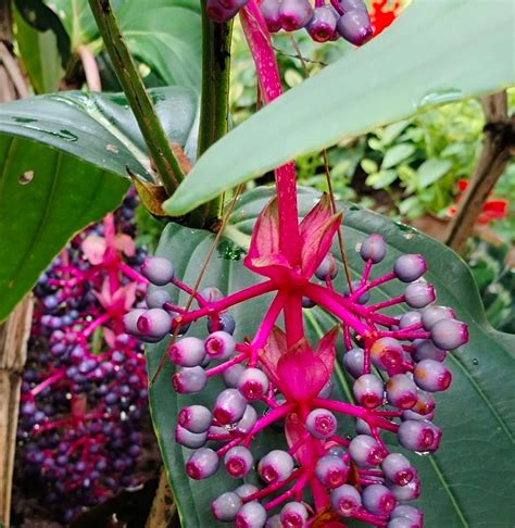 Maribeth Sales Maico