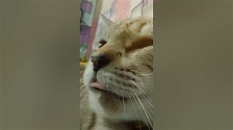 Malekha Eiliyah Youtube