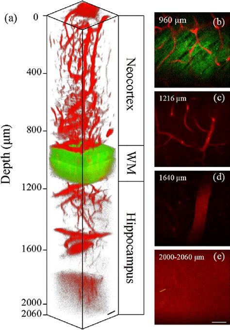 A 3d Reconstructed 2 Photon Fluorescence Image Stack Of The Mouse