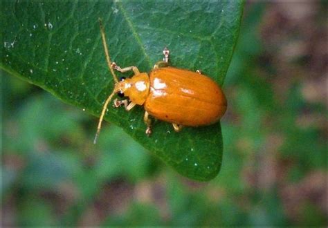 Pests In Cucumber Object Detection Dataset And Pre Trained Model By Aimit