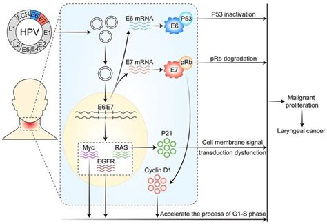 End Stage Copd And Life Expectancy