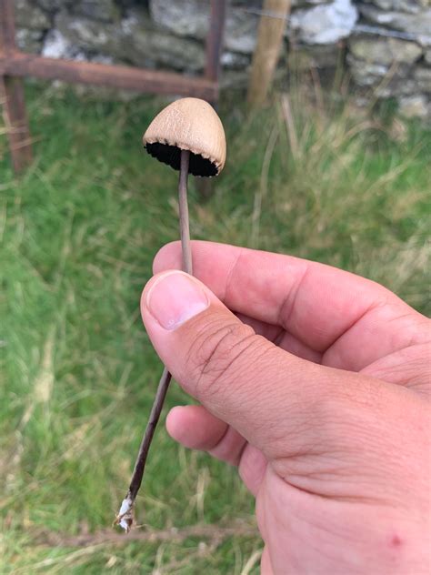 Lib Cap Rlibertycapmushrooms