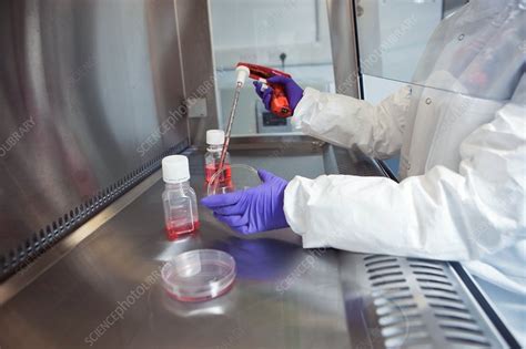 Stem Cell Drug Research Stock Image C035 6600 Science Photo Library