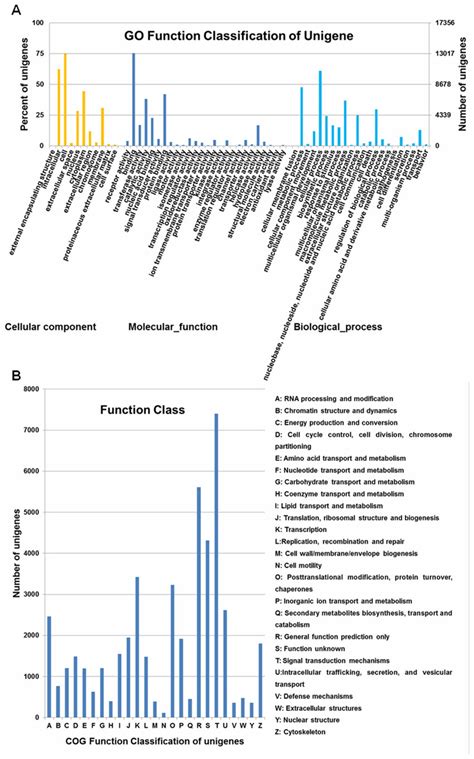go and cog classifications of unigenes derived via roche 454 sequencing