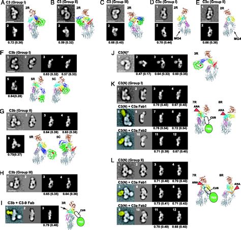 Structural Transitions Of Complement Component C3 And Its Activation Products Pnas