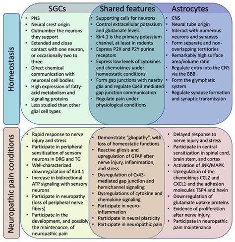 The Similar And Distinct Roles Of Satellite Glial Cells And Spinal