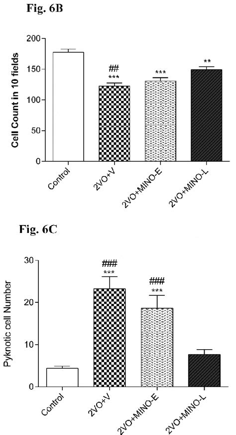 Late Treatment With Mino Increased Cell Survival Of Ca1 Pyramidal