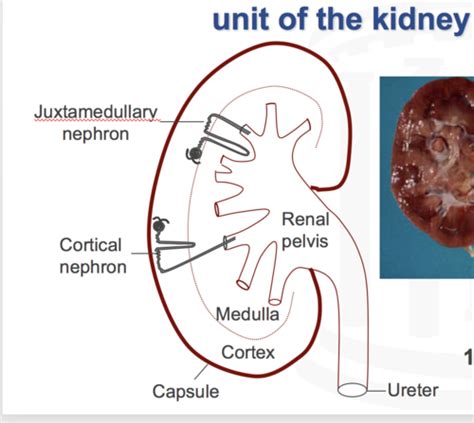 Renal Overview Flashcards Quizlet