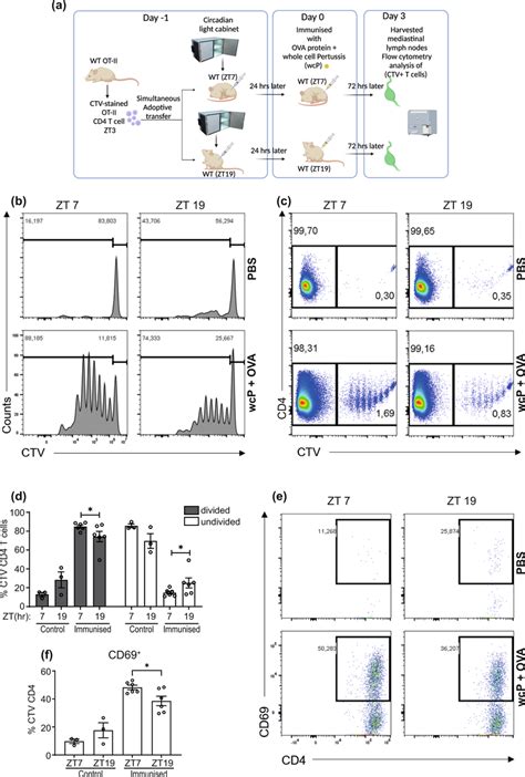 T Cell Activation And Proliferation Is Dependent On Time Of Day Of