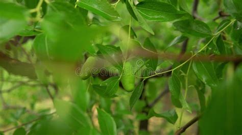 Unripe Fruits On The Zizyphus Tree Stock Video Video Of Water Swaying 258526399