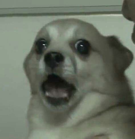 놀란 짤
