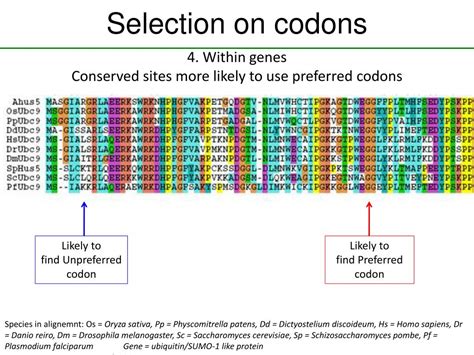 ppt exploring codon usage bias and selection in phylogenetics data powerpoint presentation