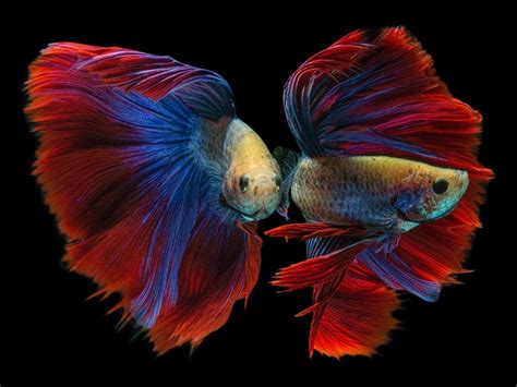 Tout Savoir Sur Le Poisson Combattant Betta Splendens Nourriture Aquarium Reproduction…