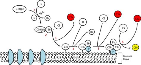 Alternative Pathway Creative Biolabs
