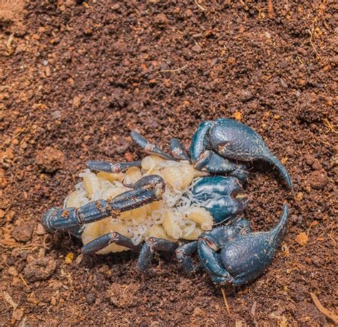 Scorpion Flinders Ranges Urodacus Elongatus