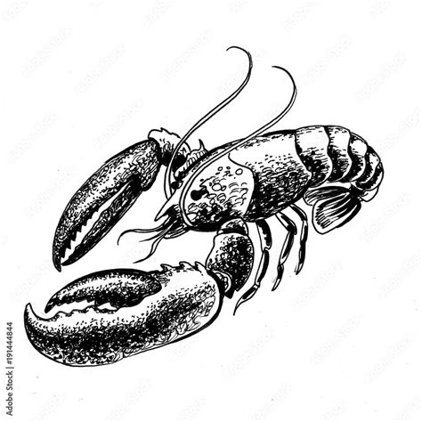 Lobster Clipart Black And White At Tyson Worrall Blog