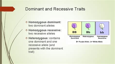 Genetics Chapter 12 Mendel And His Peas Lesson