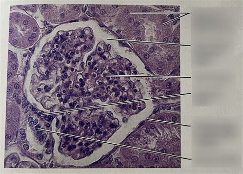 Nephron Microscope Diagram Quizlet