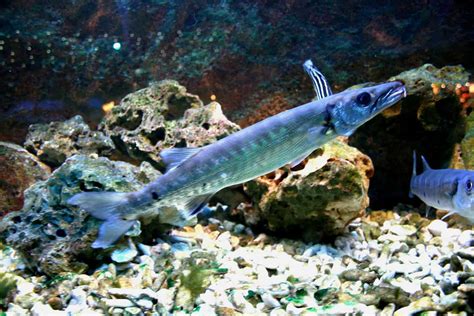 Barracuda Fish Facts A Z Animals