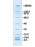 Protein Ladders And Standards Markers Bio Rad