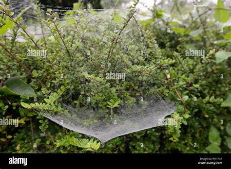Hammock Web Of Money Spider Hammock Weaver Linyphidae Suspended By Numerous Tangled Silk