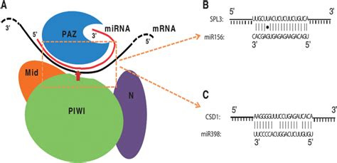 A Schematic View Of Risc Showing A Mirna Binding To Its Target Mrna