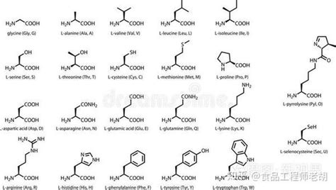 氨基酸—蛋白质的基本单位 知乎