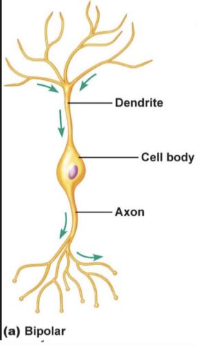 neuron structure and function flashcards quizlet