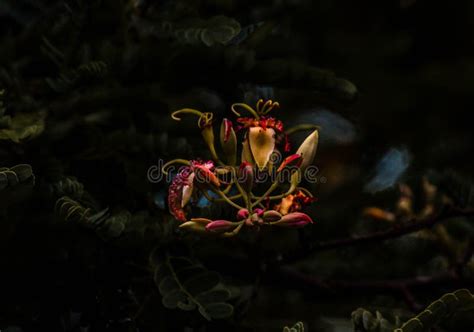 Tamarind Tree With Fruits And Roots On A White Background Stock Vector Illustration Of Asian