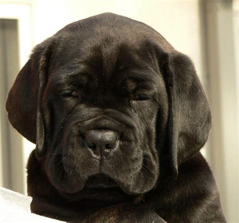 56 Cane Corso Wallpapers