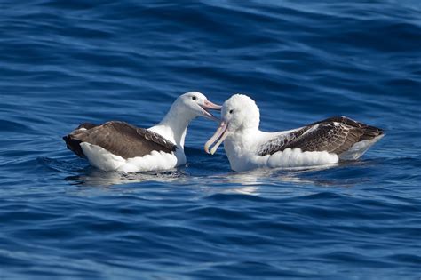 Albatross Seabird Bird Birds Wallpapers Hd Desktop And Mobile