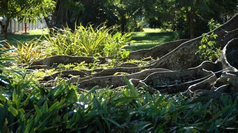 How To Kill Tree Roots Ways To Remove Them From Your Plot Gardeningetc