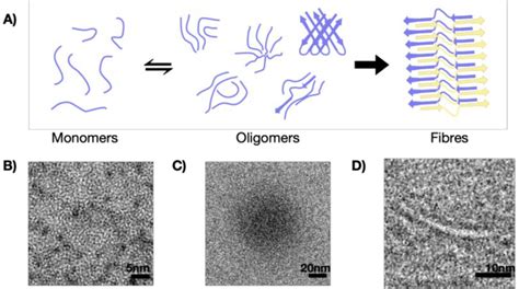 A The Aggregation Pathway Of Amyloid Beta Peptide Monomers Into Download Scientific Diagram