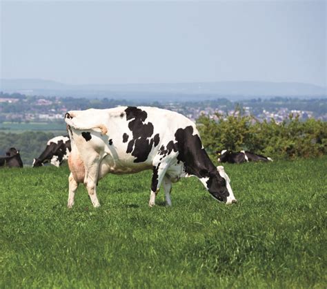 Striking The Balance Between Grass Utilisation And Cow Performance Agrilandie