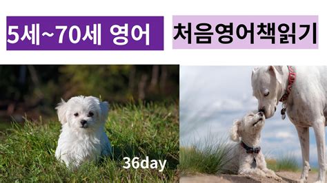 처음영어책 읽기 36day 처음영어책읽기 2day 5세영어책읽기6세영어책읽기50세영어책읽기60세 영어책읽기초보영어