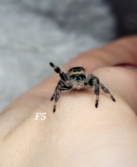 Appalachicola Jumping Spider By Degaboos Spoods