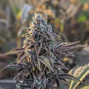 Pokie Weed Strain Review And Information